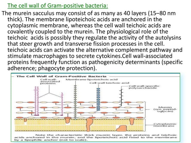 Introduction to bacteria, structure and function | PPTX | Genetics | Science
