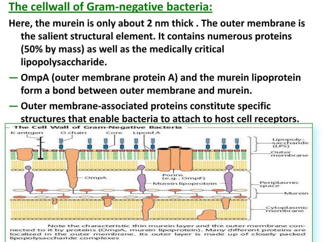 Introduction to bacteria, structure and function | PPTX | Genetics | Science