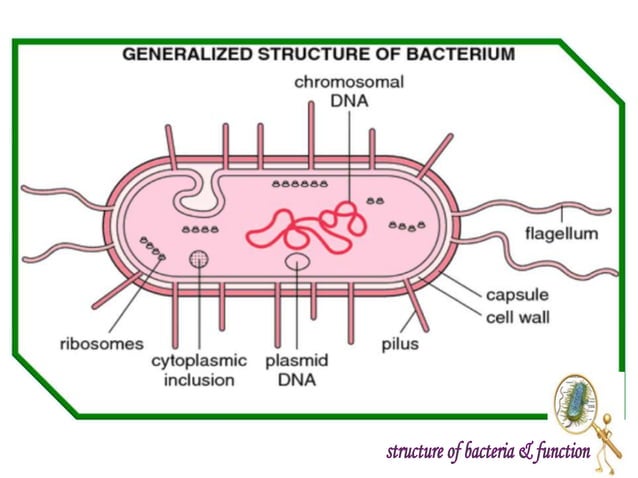 Introduction to bacteria, structure and function | PPTX | Genetics | Science