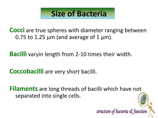 Introduction to bacteria, structure and function | PPTX | Genetics | Science