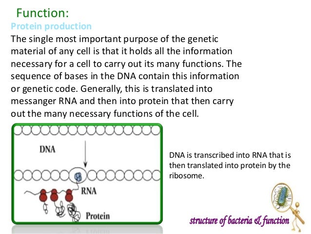 bacterial cell structure and function pdf