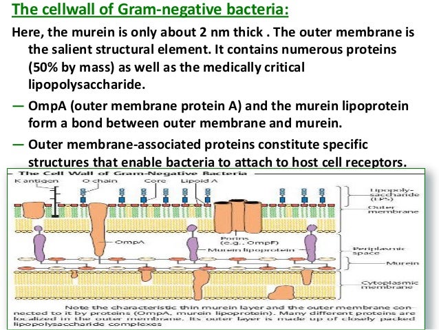 bacterial cell structure and function pdf
