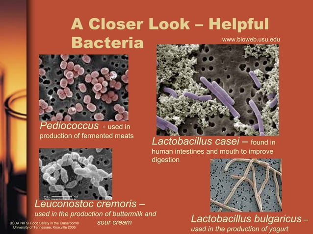 Introduction to bacteria | PPT