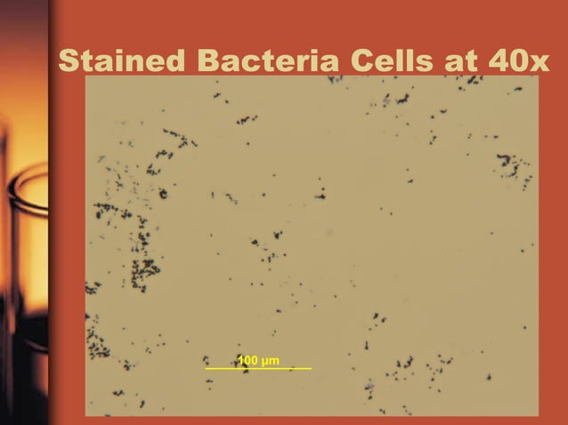Introduction to bacteria | PPT