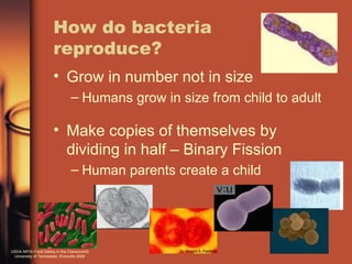 Introduction to bacteria | PPT