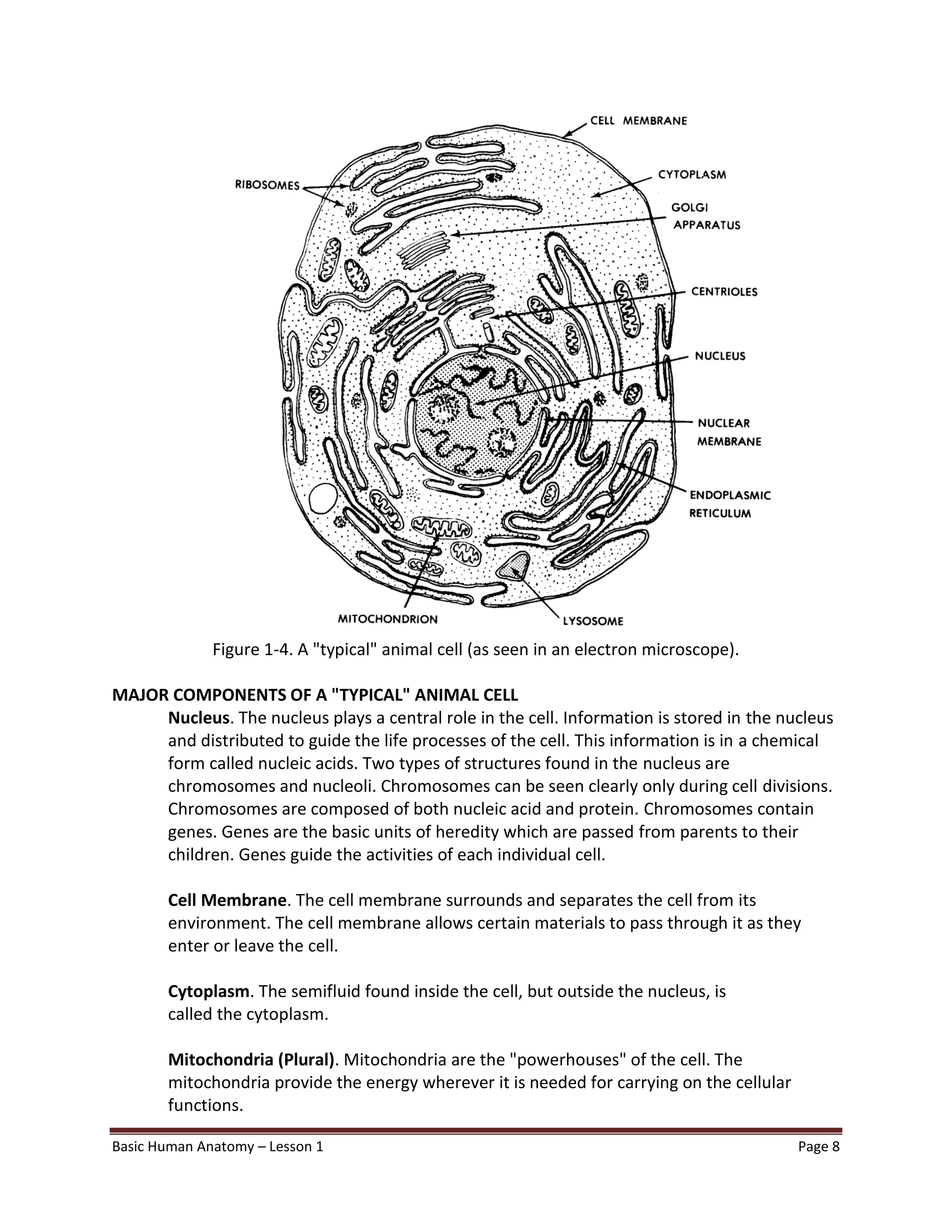 INTRODUCTION TO BASICS OF HUMAN ANATOMY.pdf