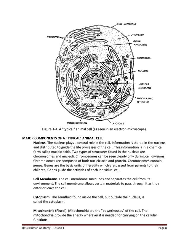 INTRODUCTION TO BASICS OF HUMAN ANATOMY.pdf