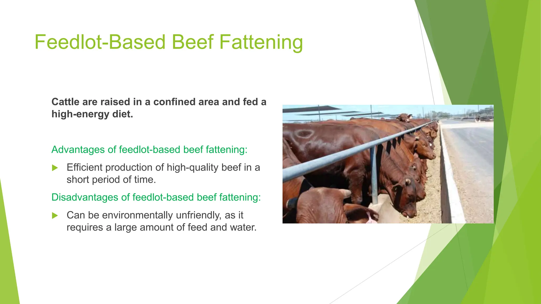 Introduction to beef fattening (Overview).pptx