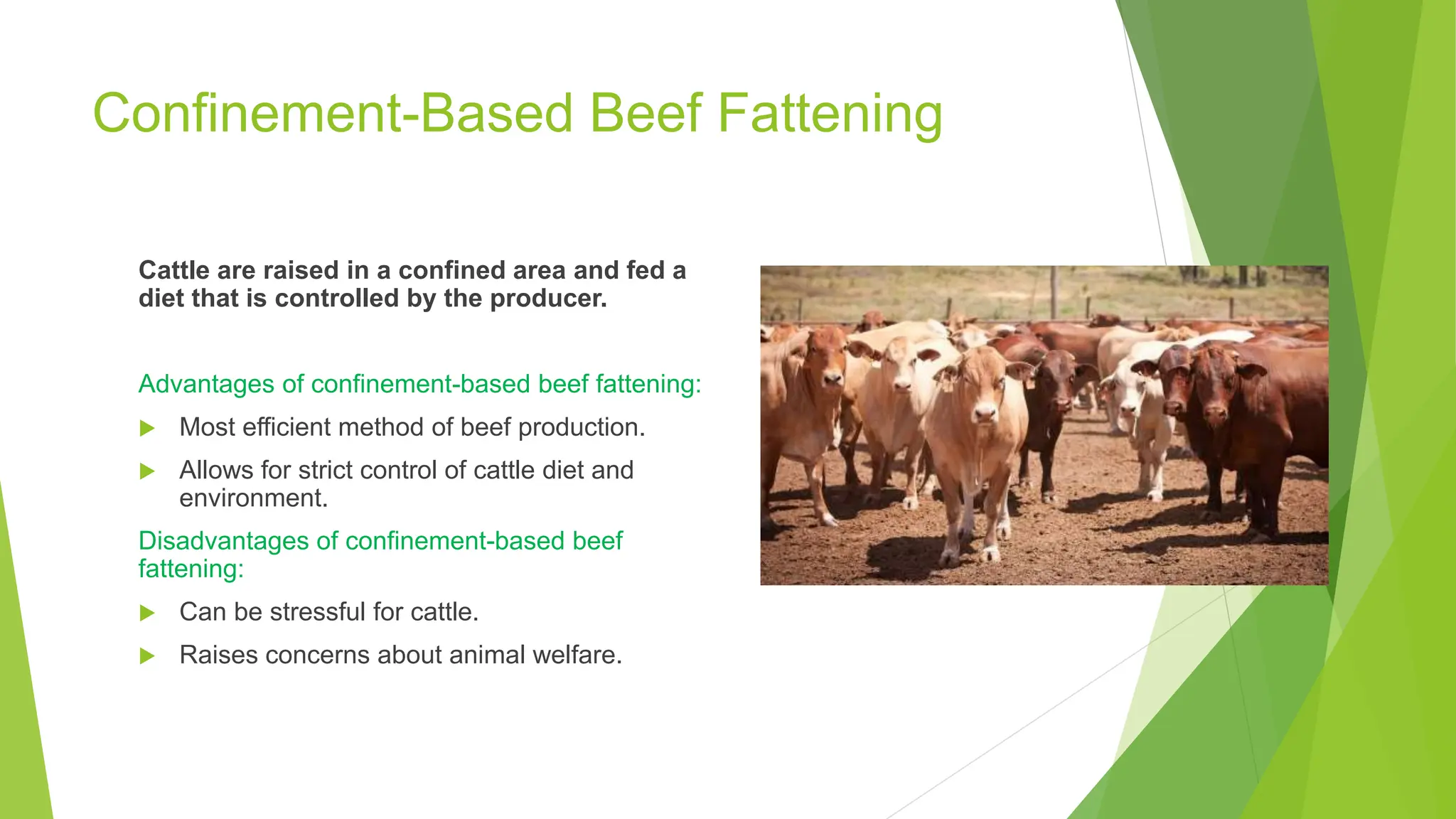 Introduction to beef fattening (Overview).pptx