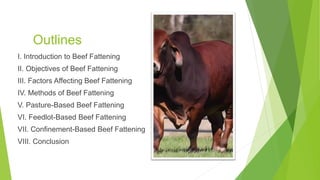 Introduction to beef fattening (Overview).pptx