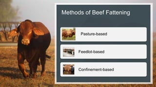 Introduction to beef fattening (Overview).pptx