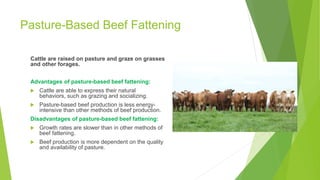 Introduction to beef fattening (Overview).pptx