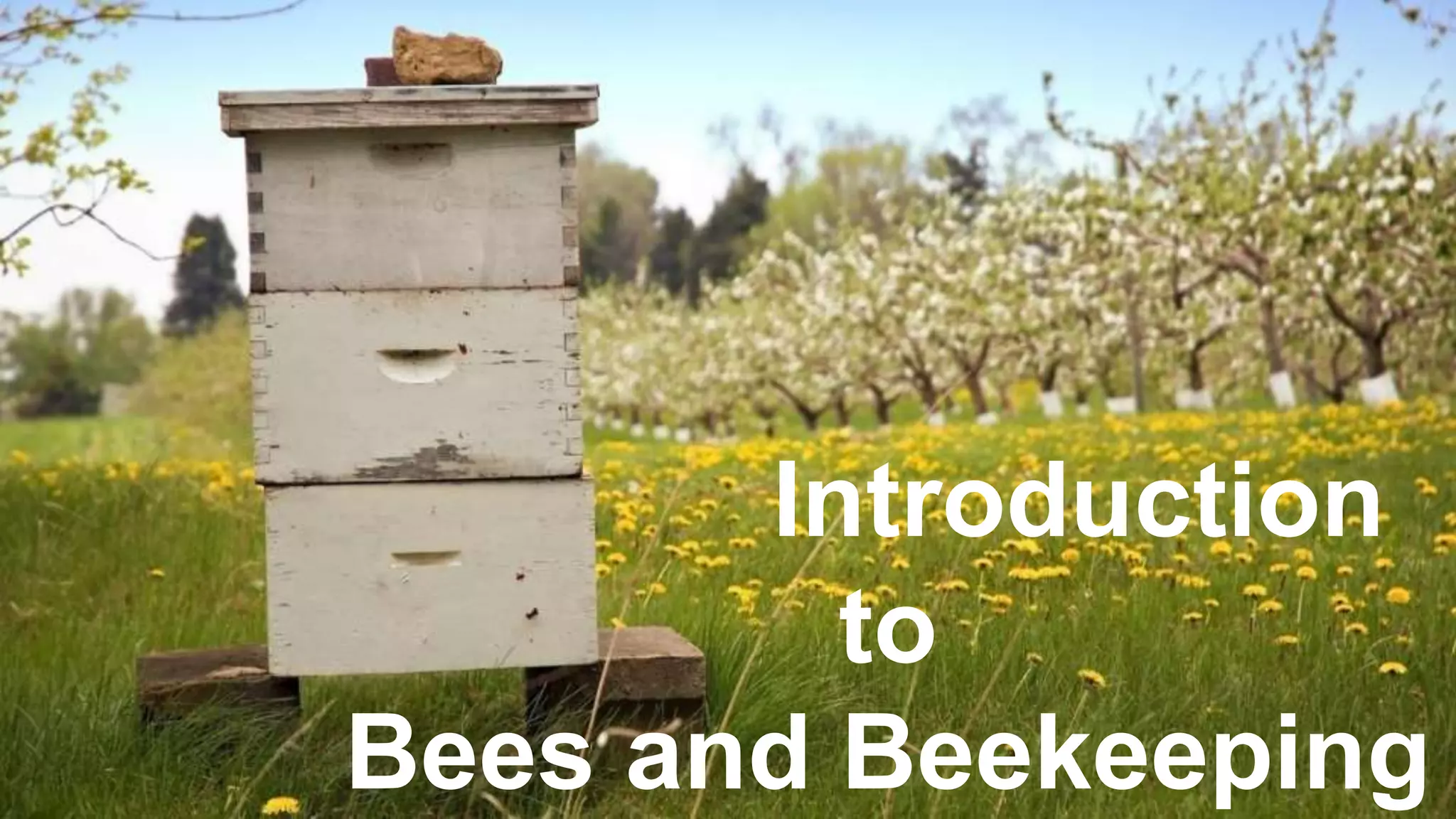 Introduction to bees and beekeeping | PPTX