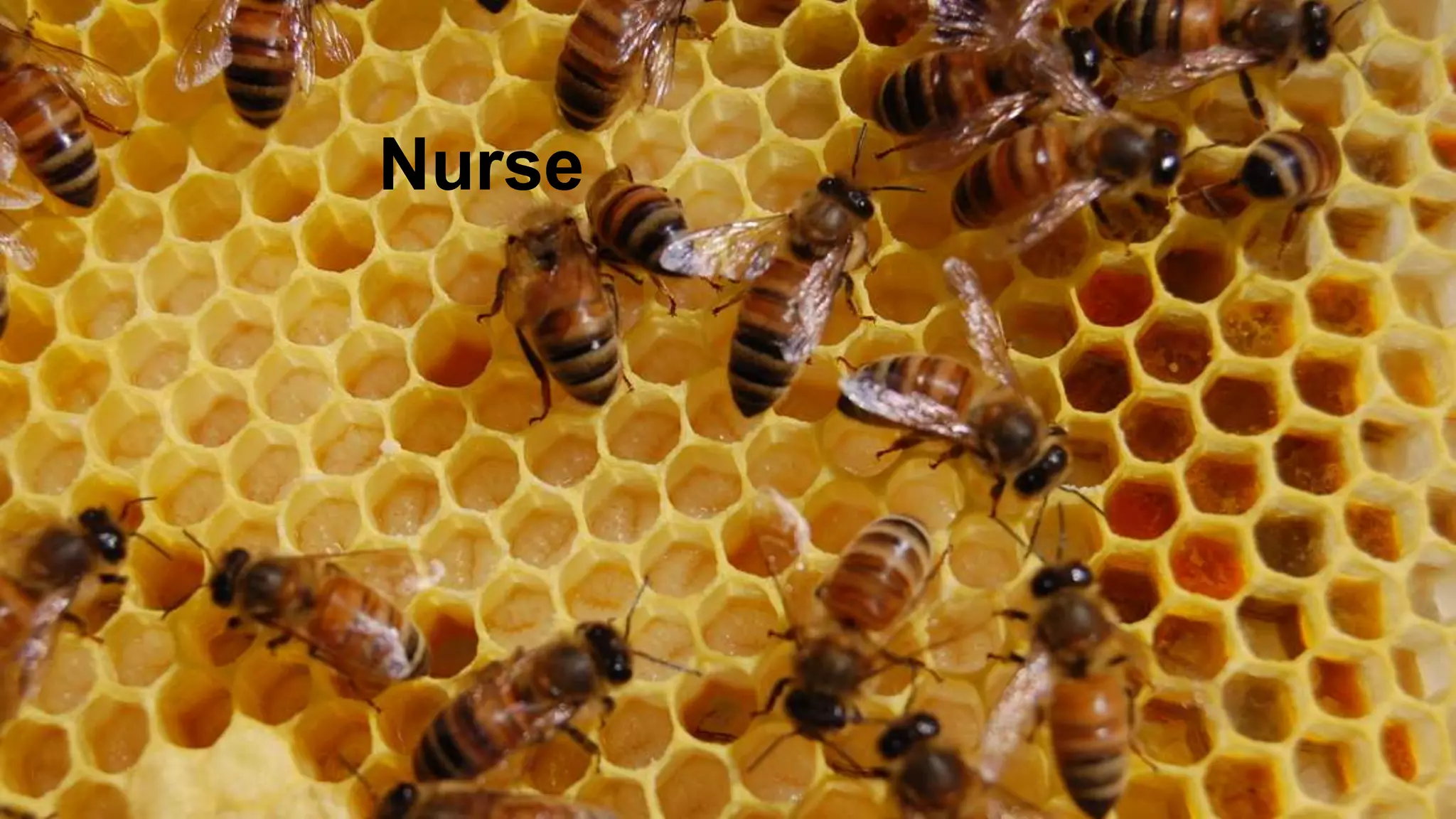 Introduction to bees and beekeeping | PPTX