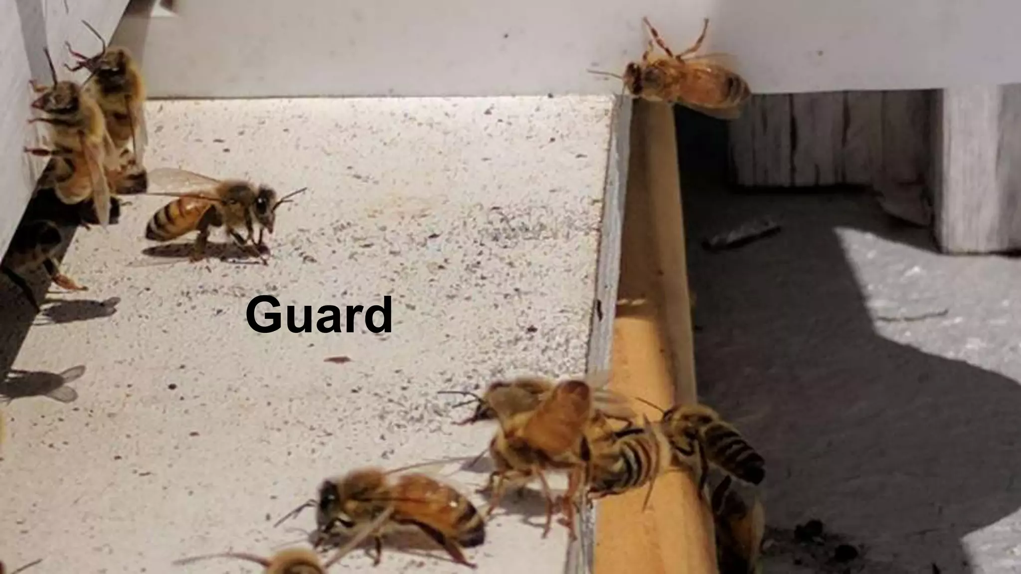 Introduction to bees and beekeeping | PPTX
