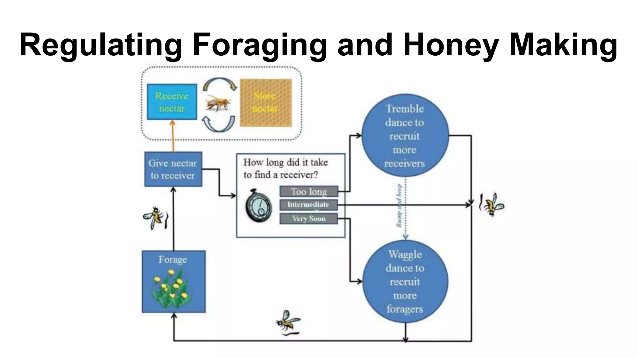 Introduction to bees and beekeeping | PPTX