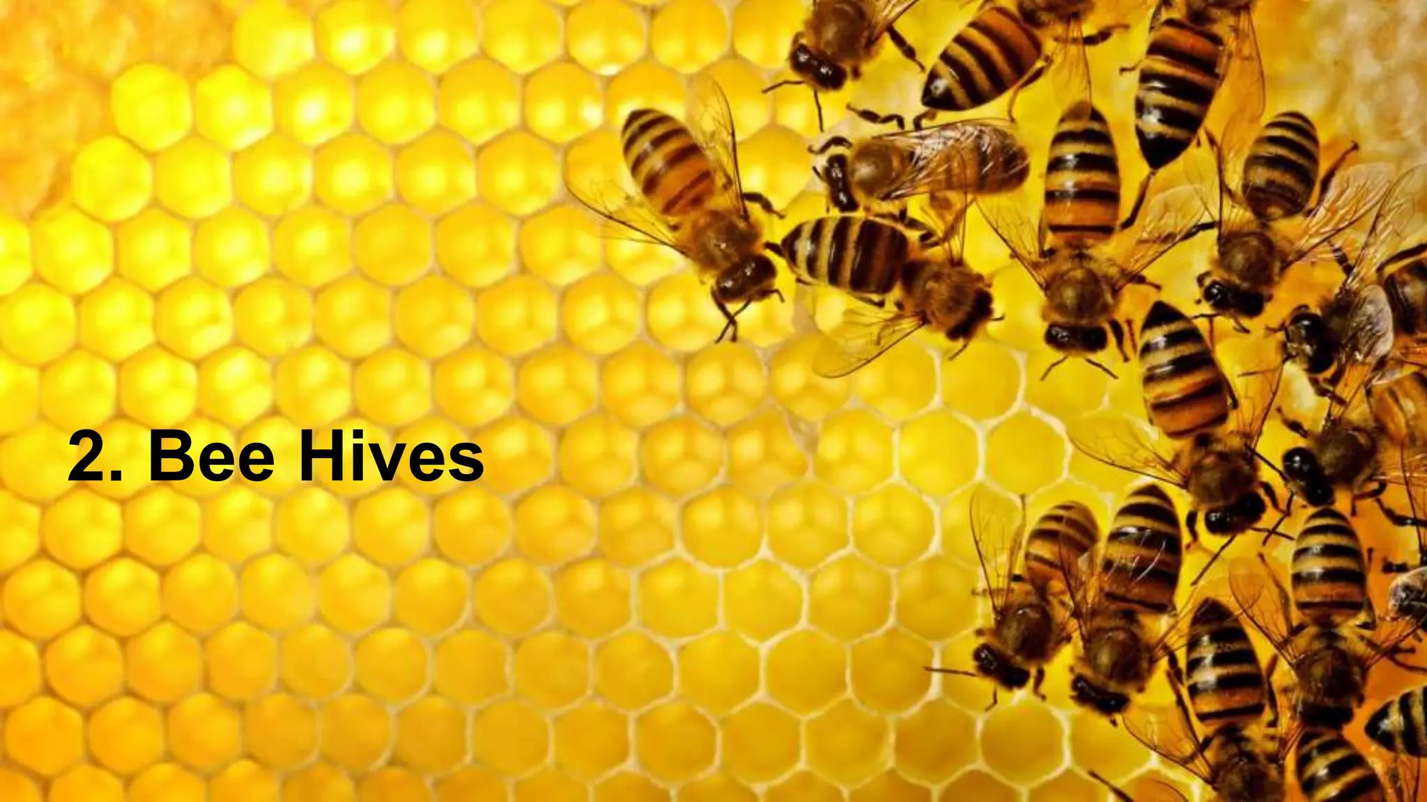 Introduction to bees and beekeeping | PPTX