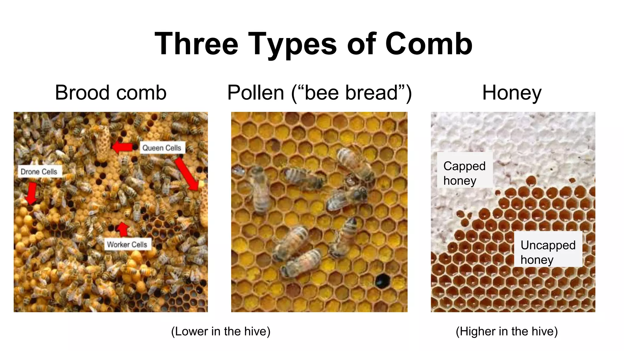 Introduction to bees and beekeeping | PPTX