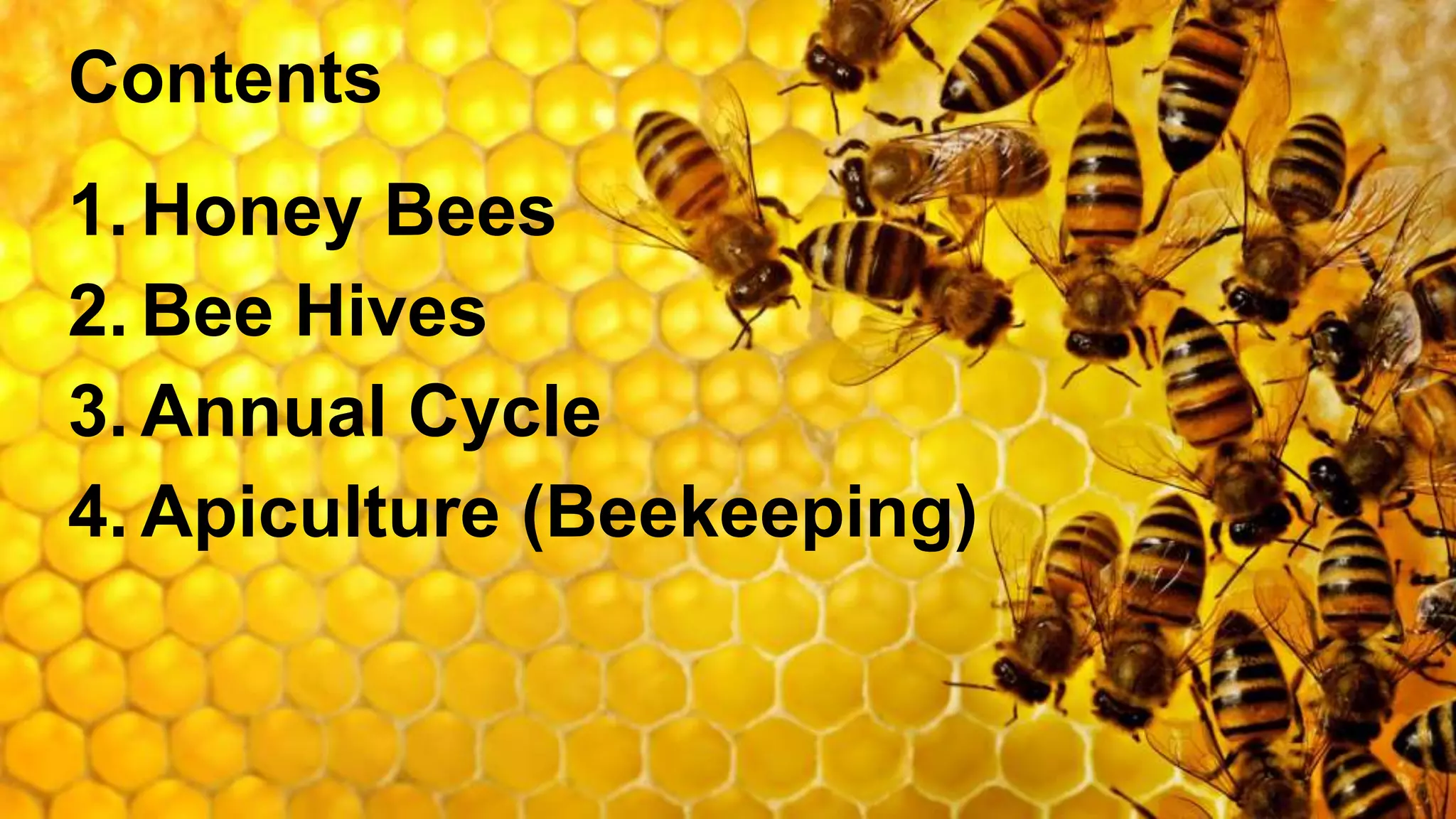 Introduction to bees and beekeeping | PPTX