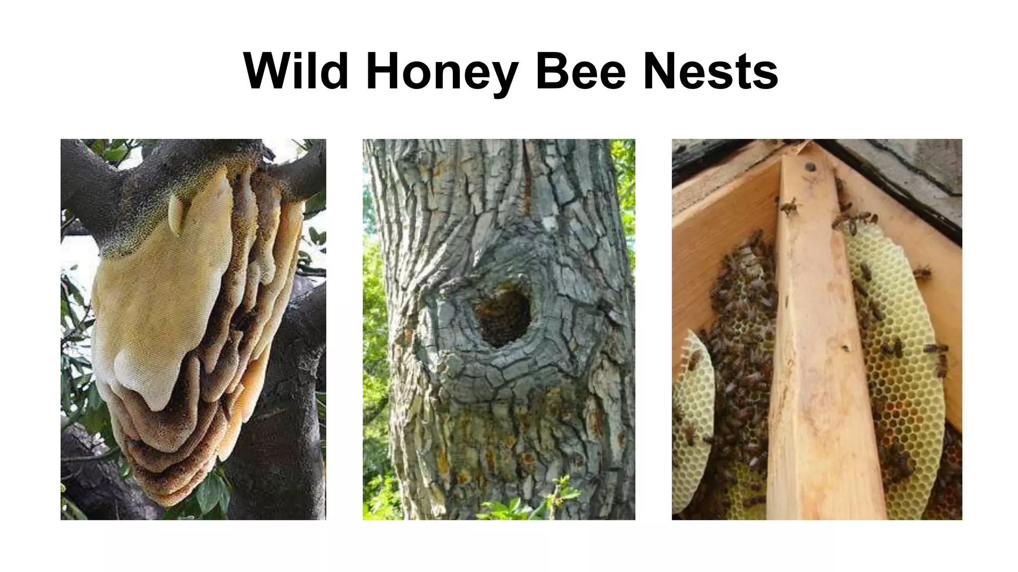 Introduction to bees and beekeeping | PPTX