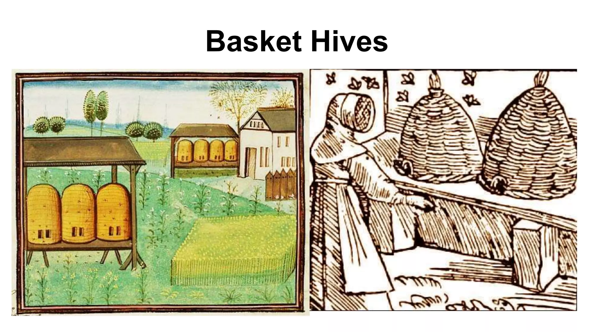 Introduction to bees and beekeeping | PPTX