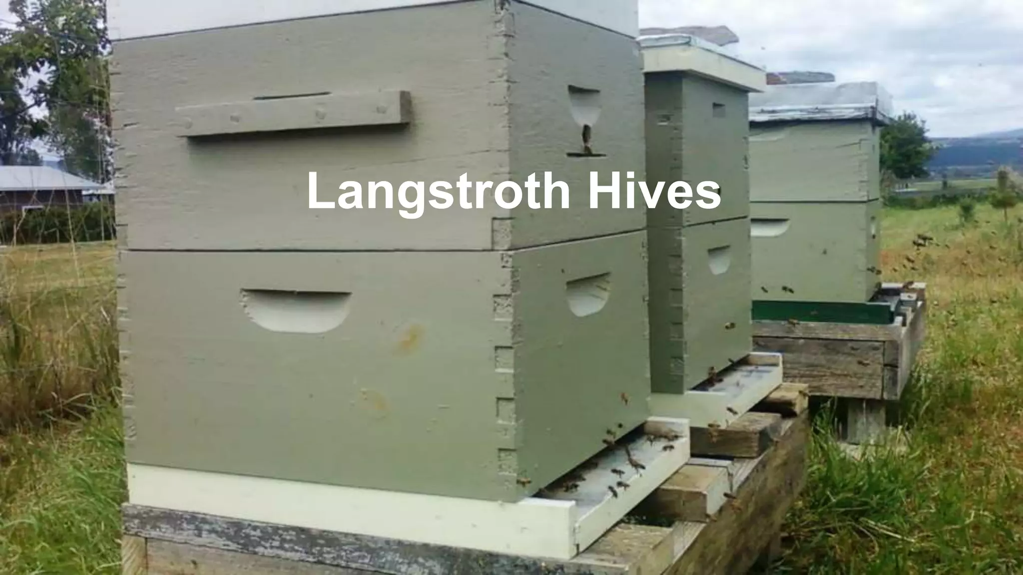 Introduction to bees and beekeeping | PPTX