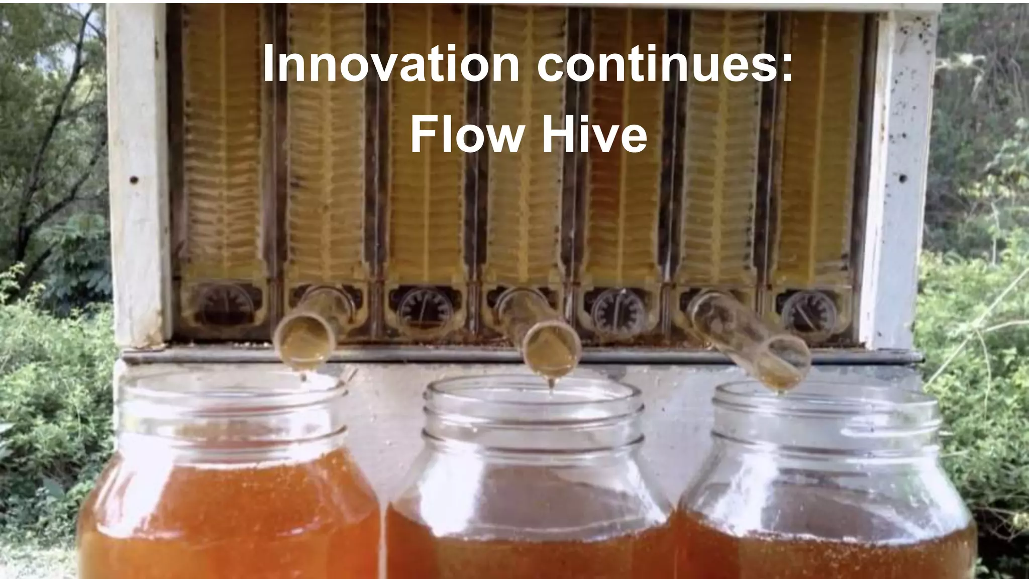 Introduction to bees and beekeeping | PPTX