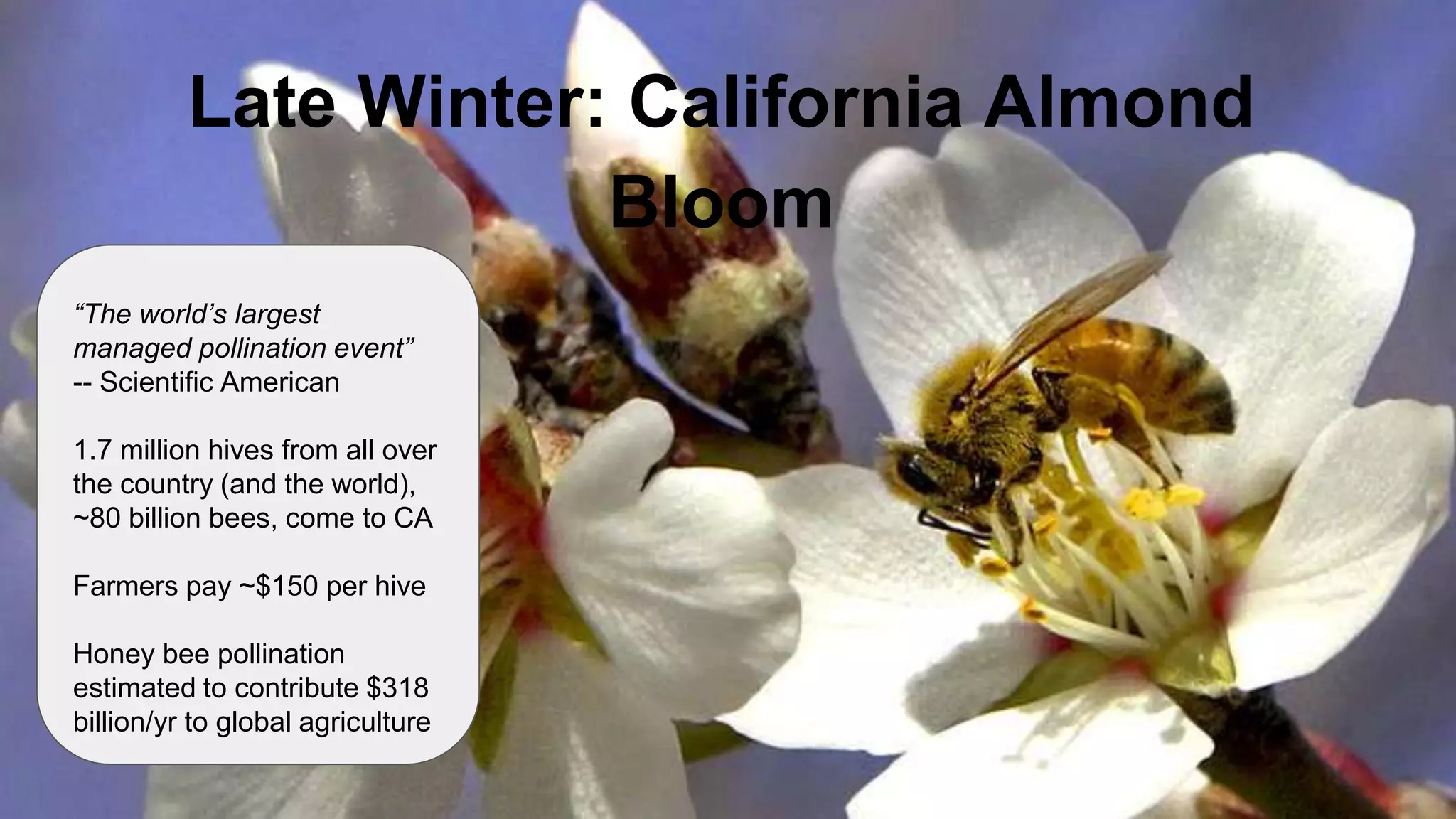 Introduction to bees and beekeeping | PPTX