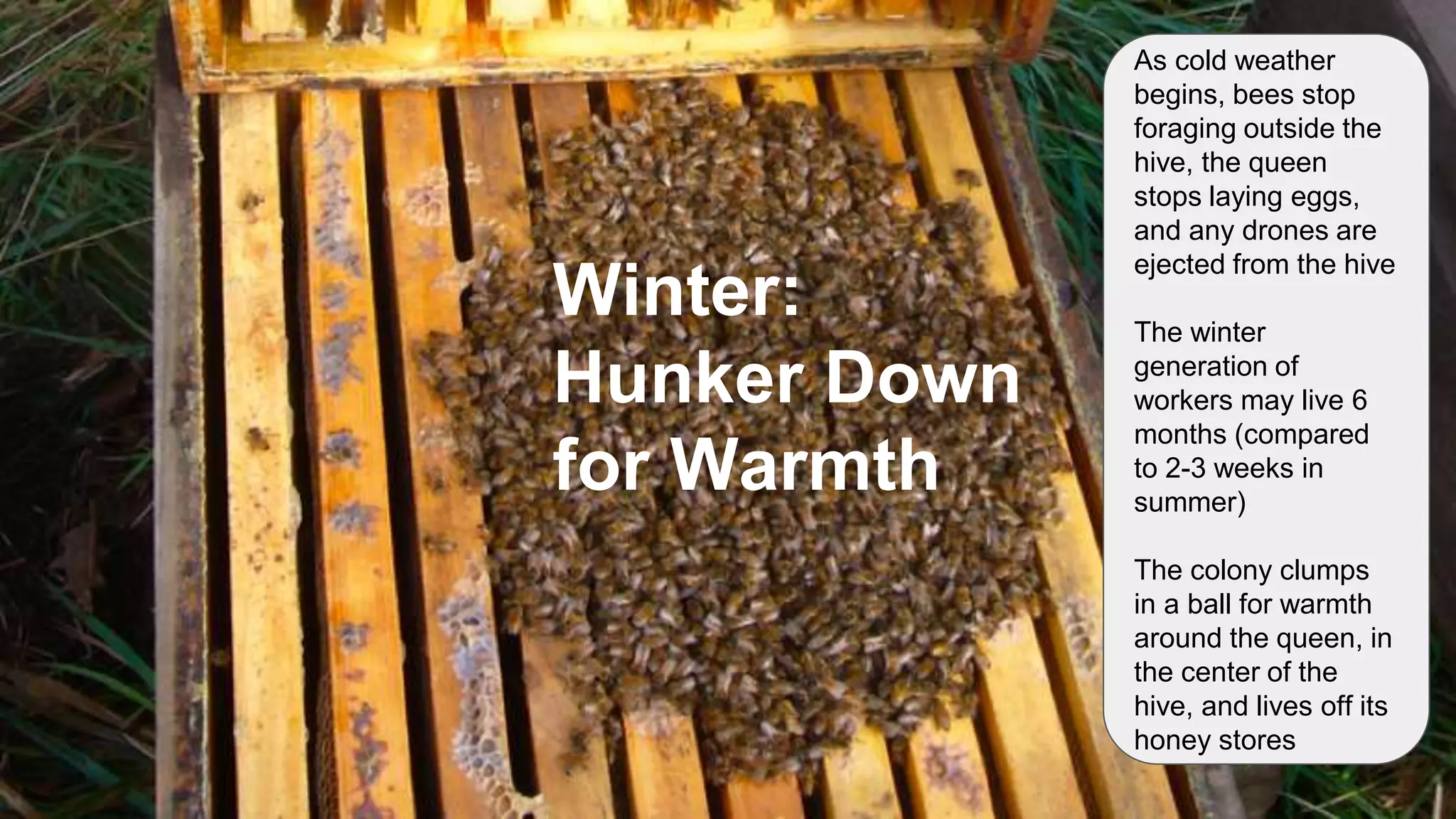 Introduction to bees and beekeeping | PPTX