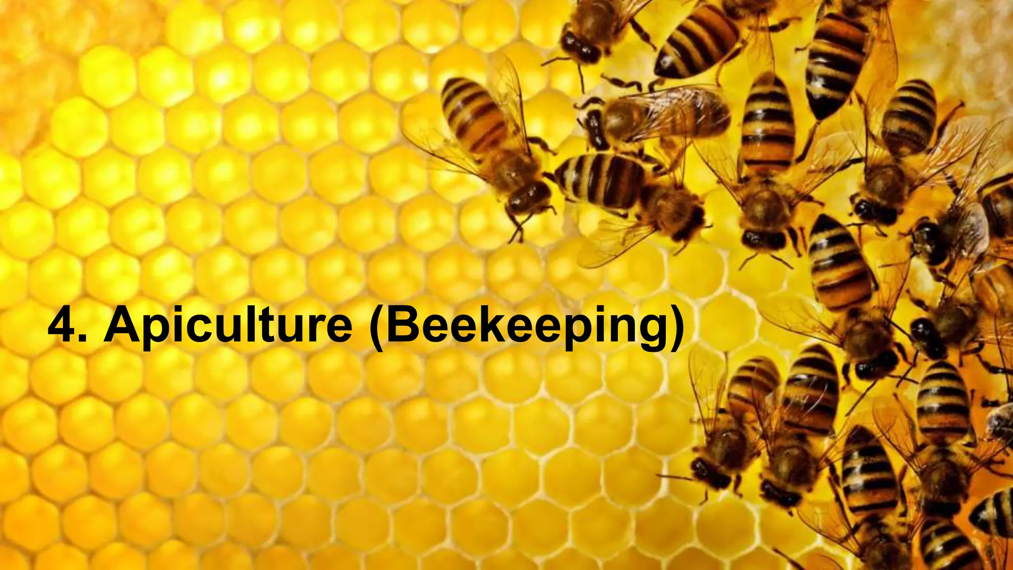Introduction to bees and beekeeping | PPTX
