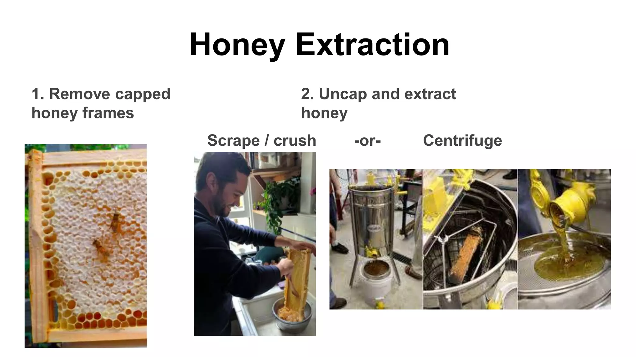 Introduction to bees and beekeeping | PPTX