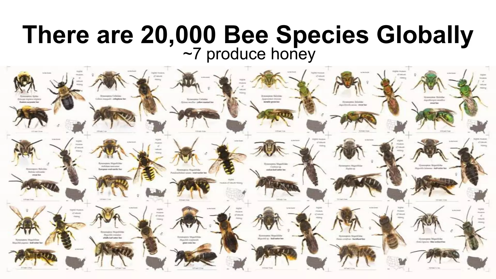 Introduction to bees and beekeeping | PPTX