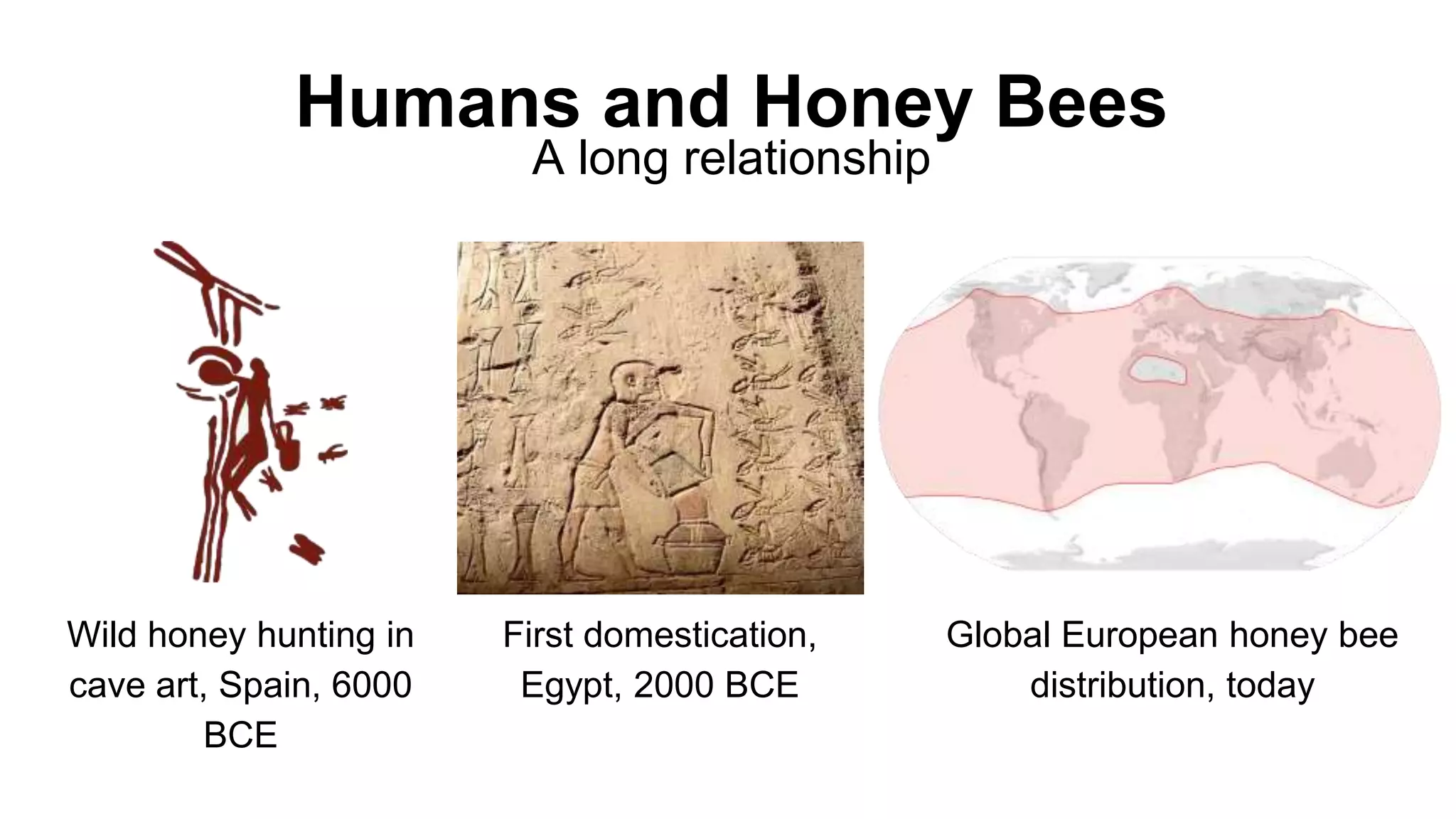Introduction to bees and beekeeping | PPTX
