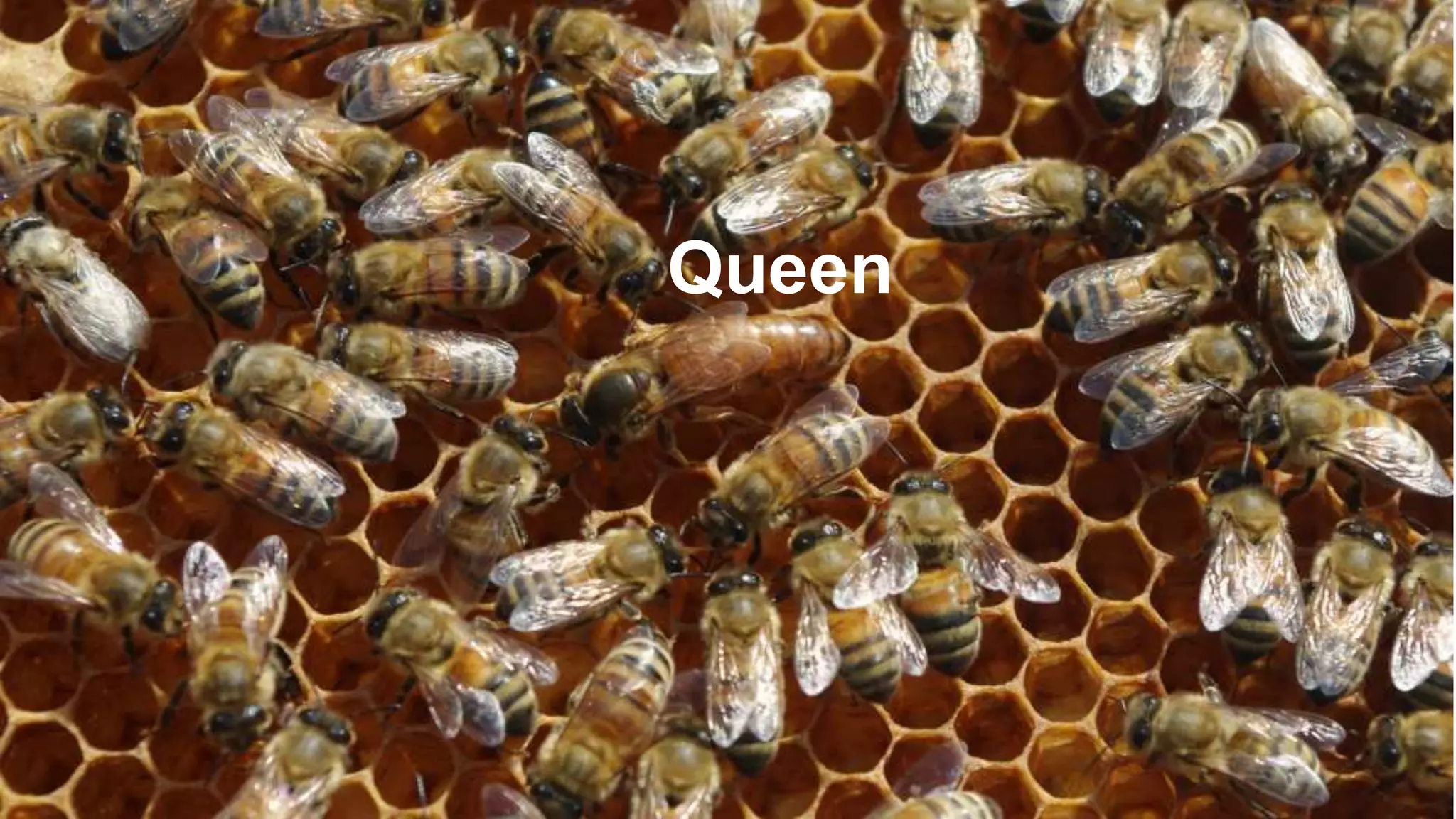 Introduction to bees and beekeeping | PPTX