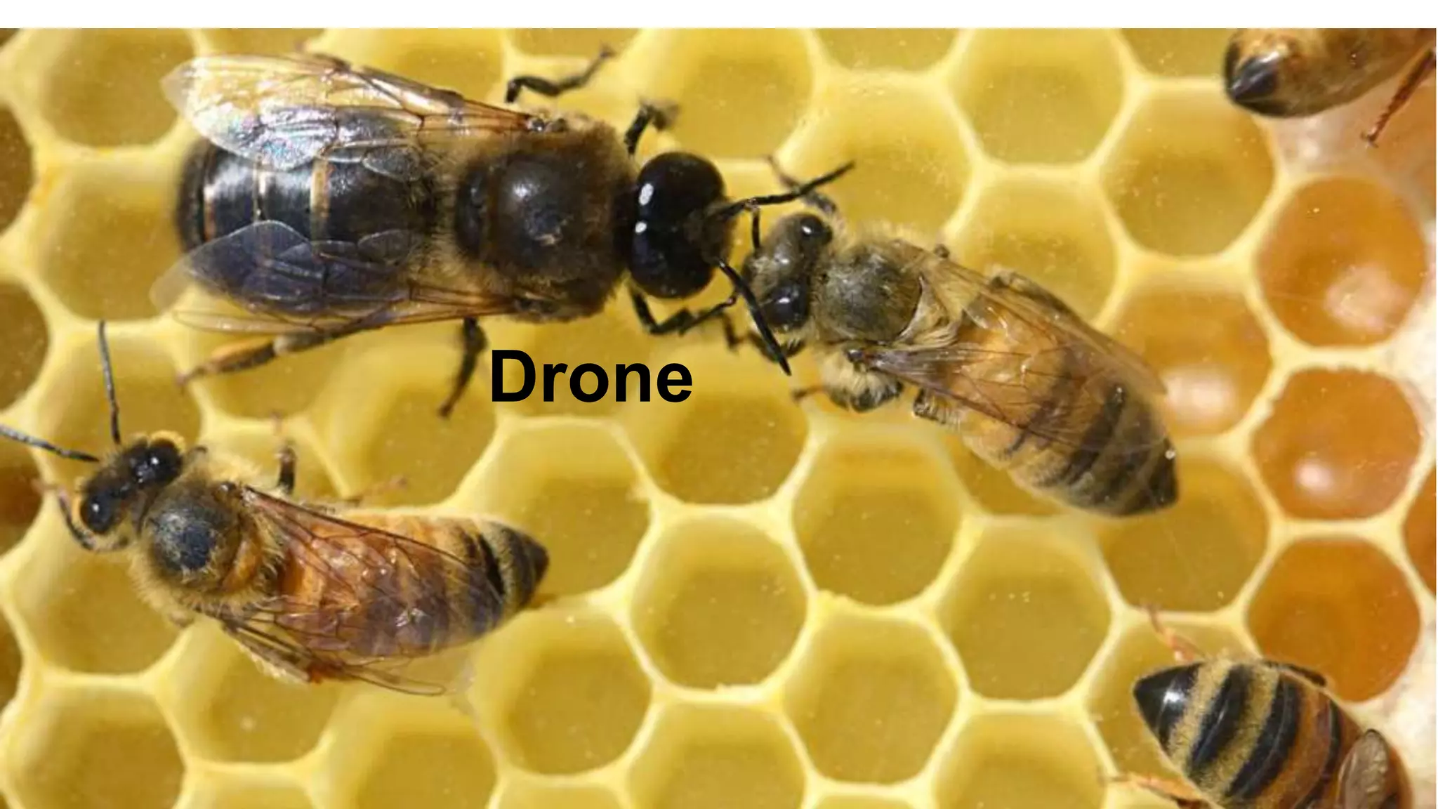 Introduction to bees and beekeeping | PPTX