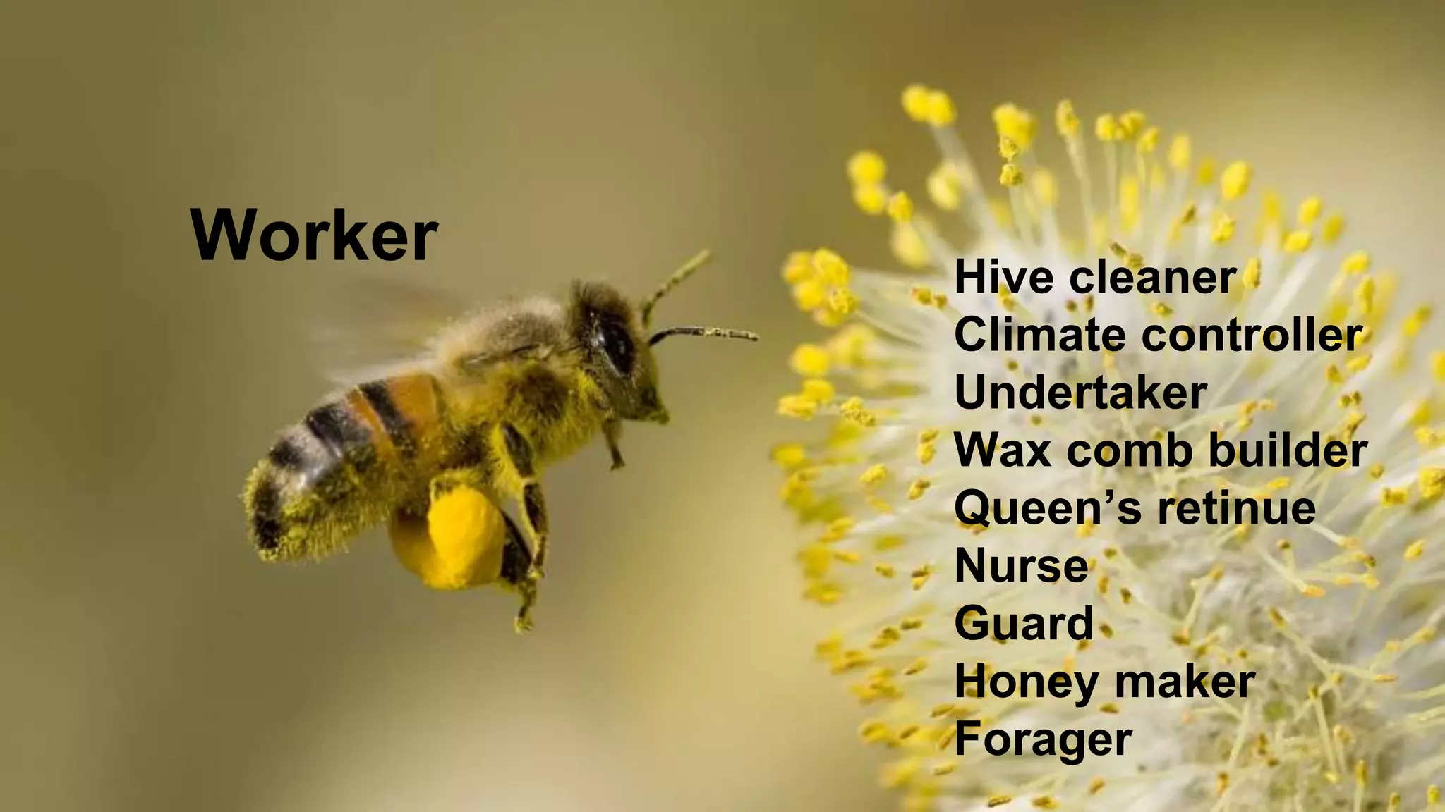 Introduction to bees and beekeeping | PPTX