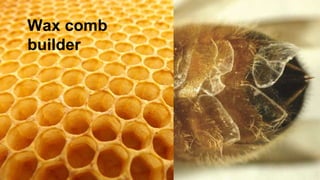 Introduction to bees and beekeeping | PPTX