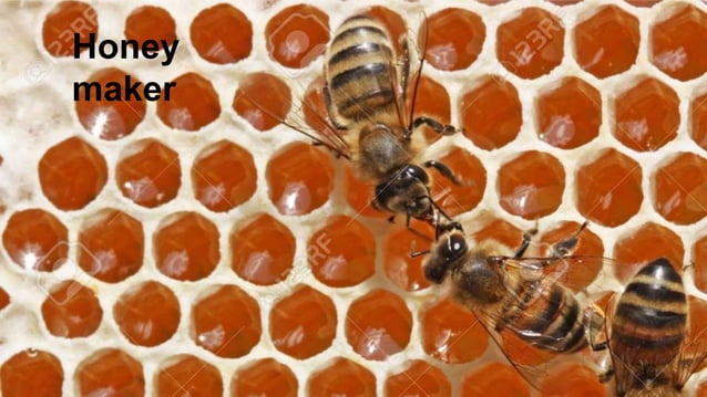 Introduction to bees and beekeeping | PPTX