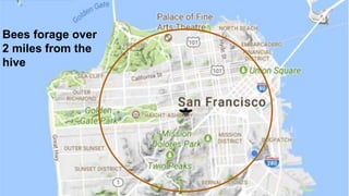 Introduction to bees and beekeeping | PPTX