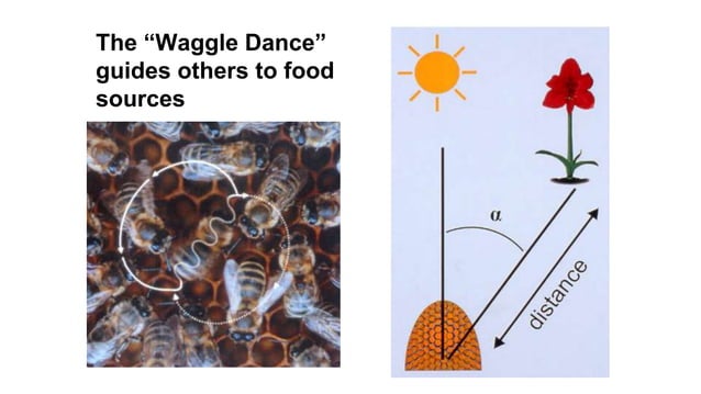 Introduction to bees and beekeeping | PPTX