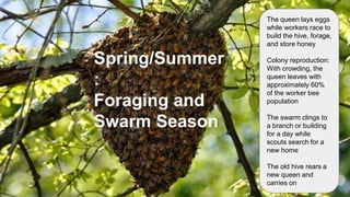 Introduction to bees and beekeeping | PPTX