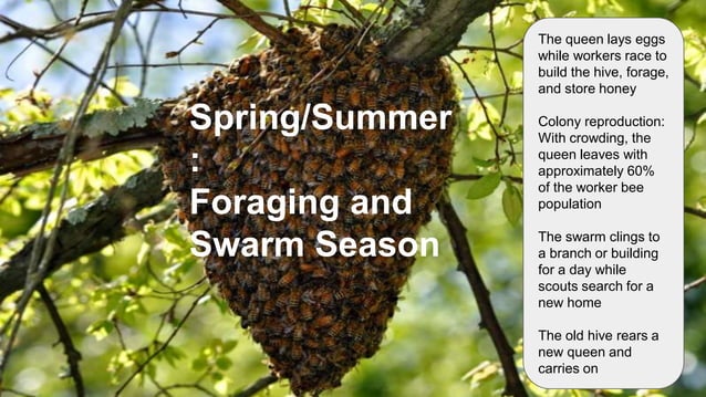 Introduction to bees and beekeeping | PPTX