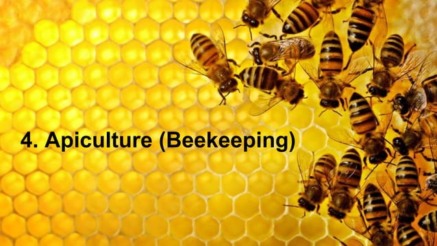 Introduction to bees and beekeeping | PPTX