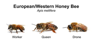 Introduction to bees and beekeeping | PPTX