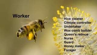 Introduction to bees and beekeeping | PPTX