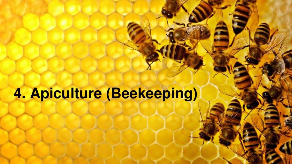 Introduction to bees and beekeeping