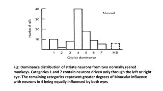 Introduction to binocular vision and ocular motility | PPT | Eye and Vision Conditions ...