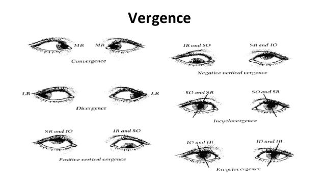 Introduction to binocular vision and ocular motility