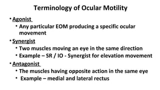Introduction to binocular vision and ocular motility | PPT