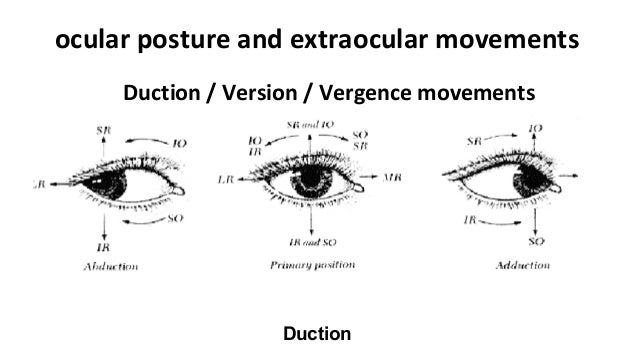 Introduction to binocular vision and ocular motility